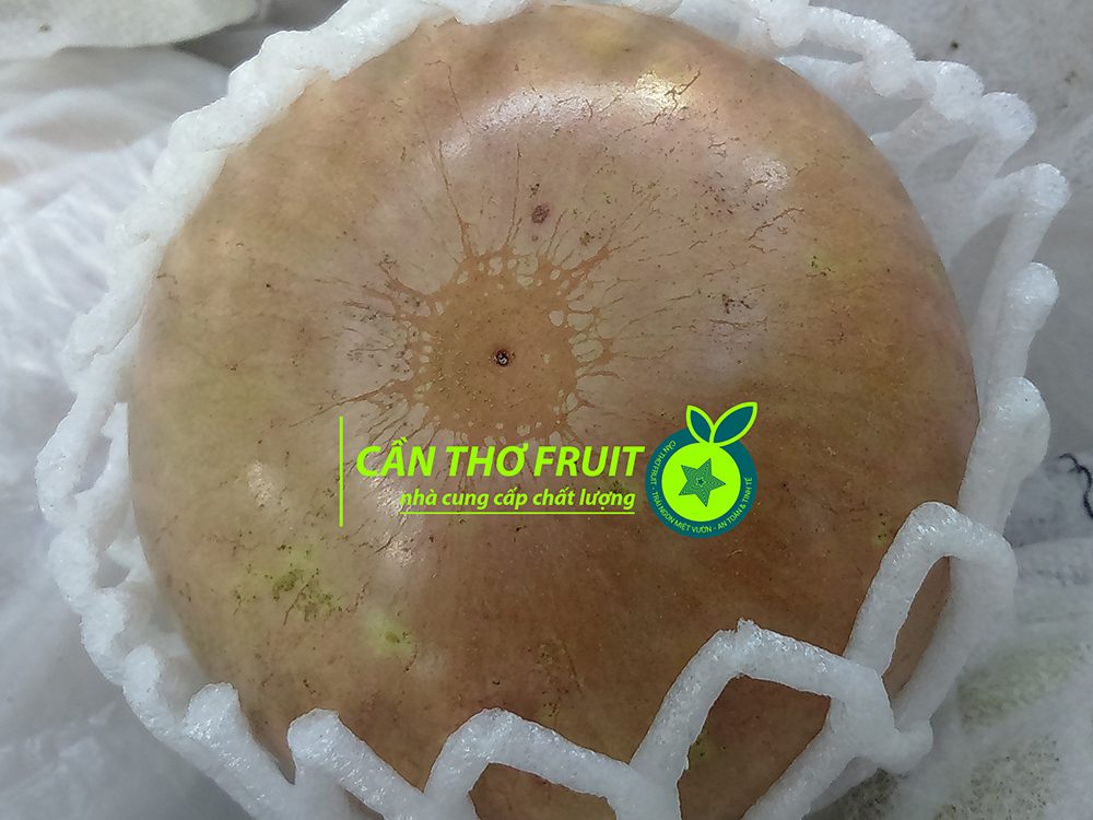 VÚ SỮA BƠ HỒNG -LOẠI 2